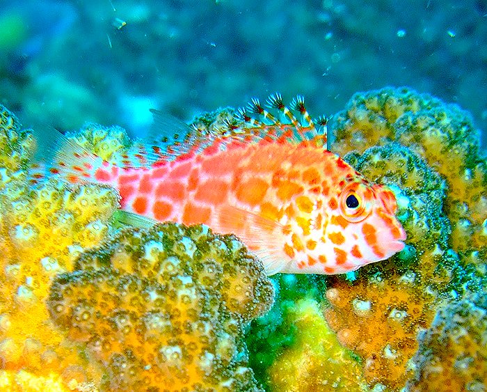 Fourth Eye..: Place : Maldives : 1