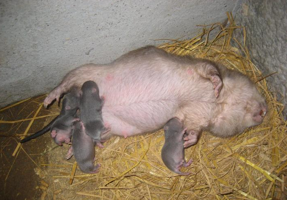 9 ĐIỀU KHÔNG THỂ BỎ QUA KHI NUÔI DÚI | Nông nghiệp Việt Nam