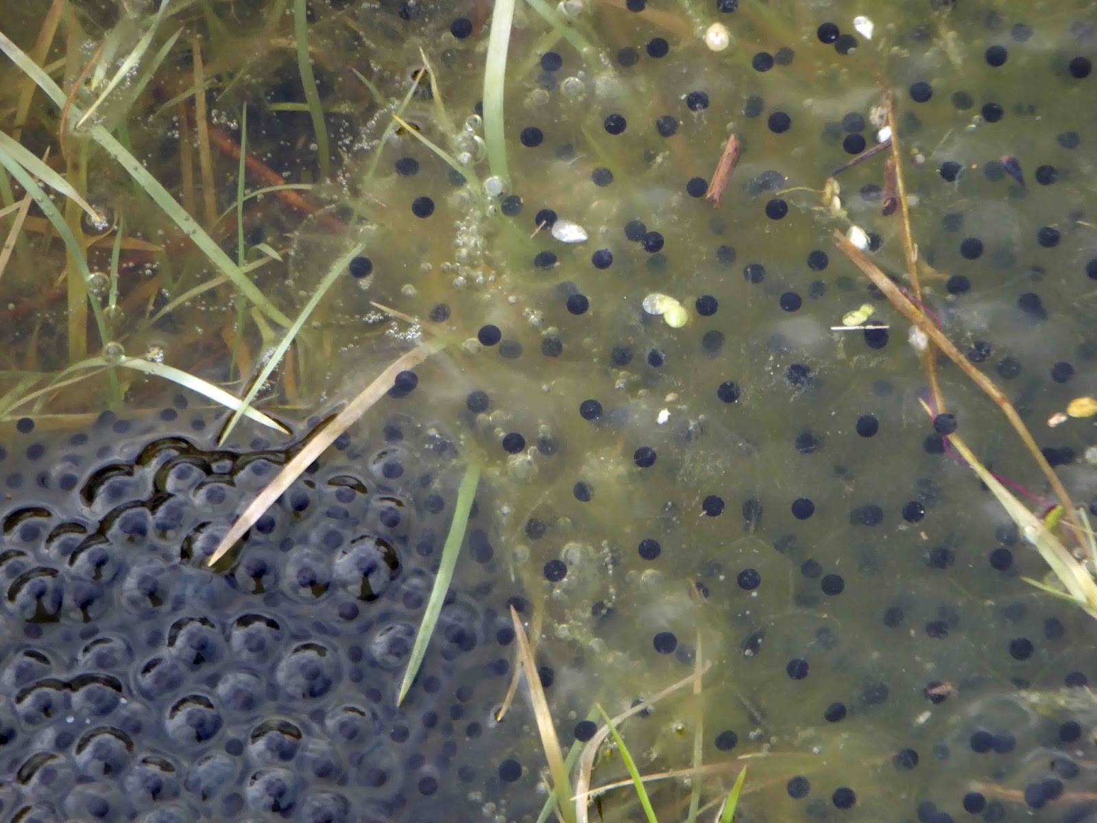 Wild and Wonderful: March 2016