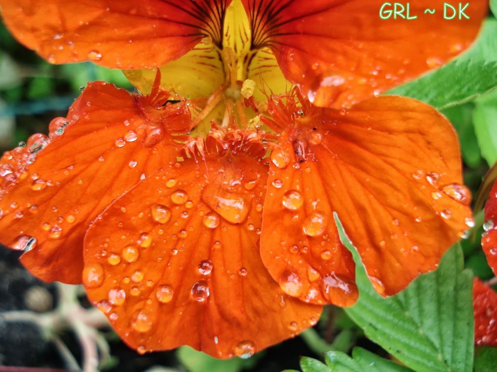 GRL ~ DK: Blomster ~ billeder