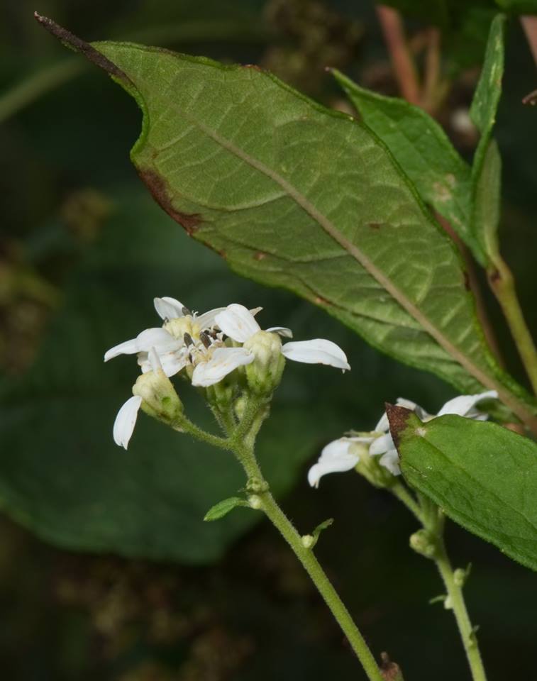 Nature Ramblers: Ramble Report September 27 2018