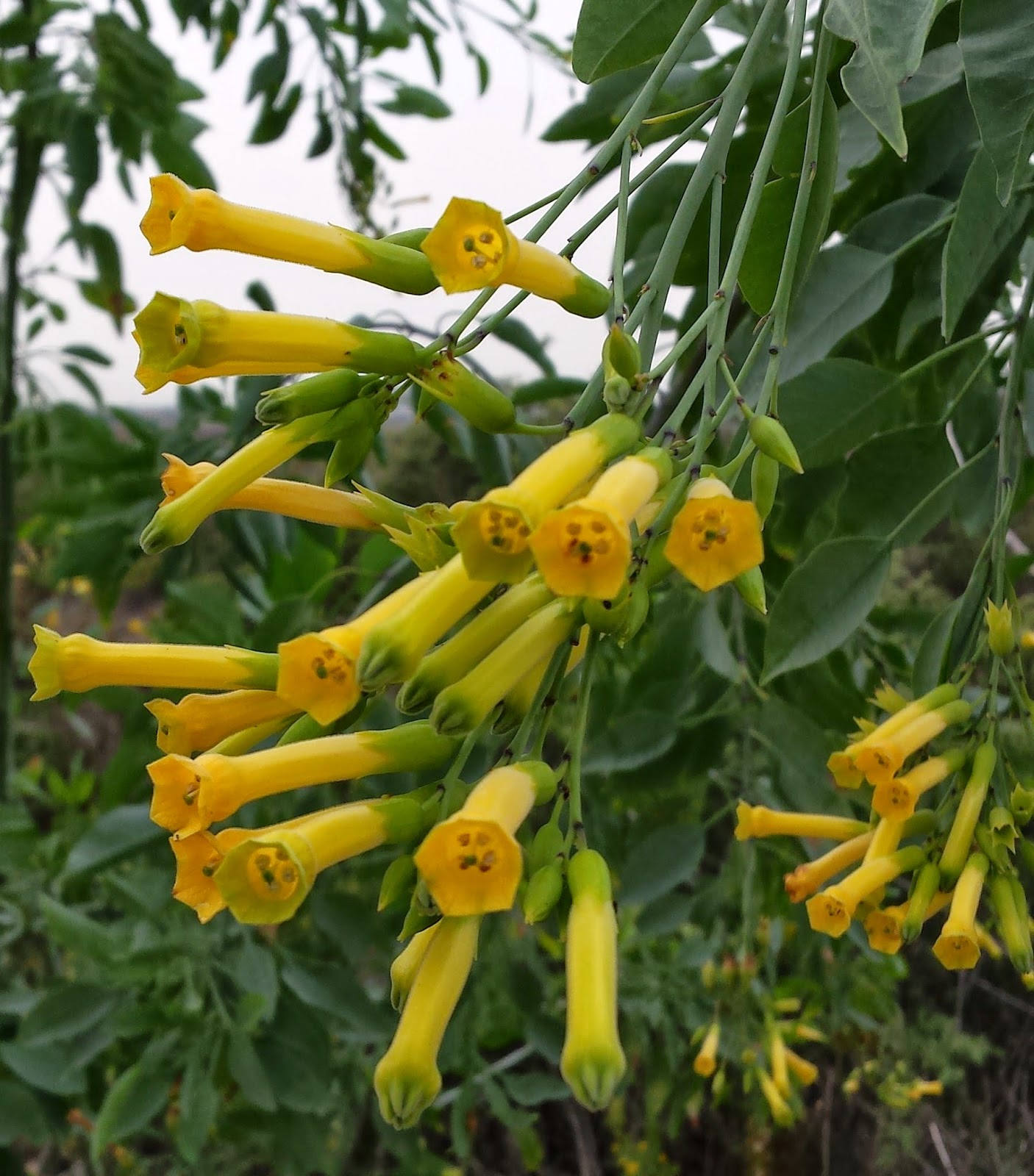 HERBARIO VIRTUAL DE BANYERES DE MARIOLA Y ALICANTE: Nicotiana glauca ...