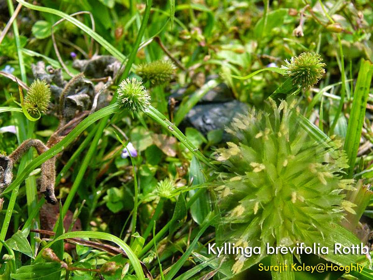 Medicinal Plants: Kyllinga brevifolia shortleaf spikesedge