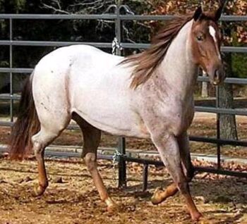 CENTRO ECUESTRE TORDESILLAS: Las Capas y Marcas de los Caballos.