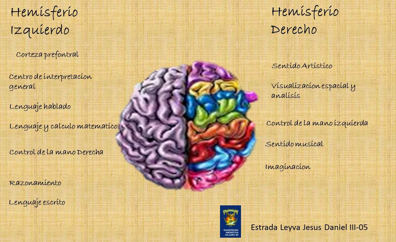 Fisiologia: HEMISFERIOS CEREBRALES