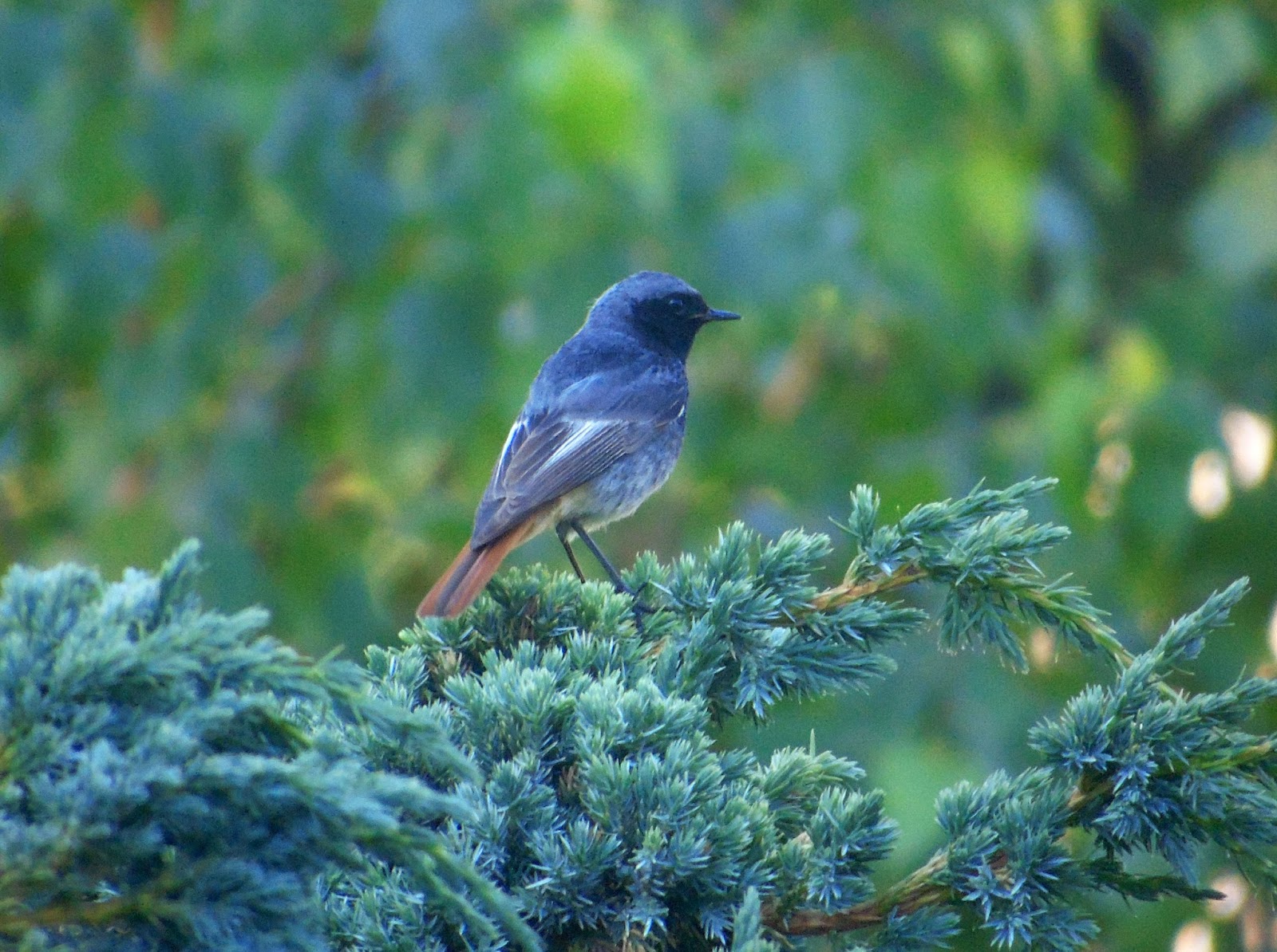 PASARI DIN ROMANIA: CODROS DE MUNTE (1), Phoenicurus ochruros