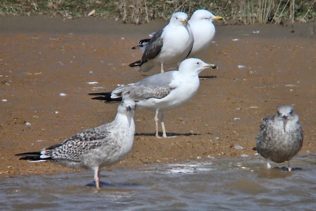 Bag a Wild One: Second-winter Caspian Gulls