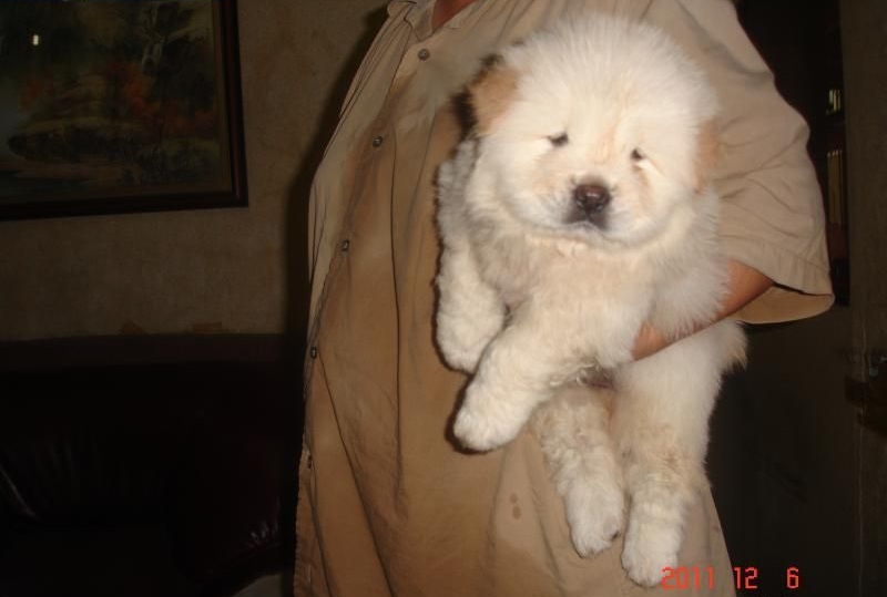pet catalog: Cream Chow Puppies