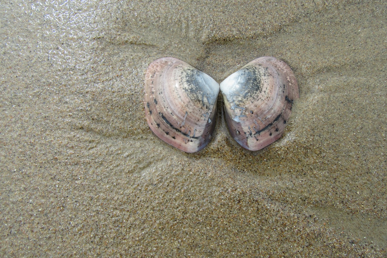 Reluctant Rebel: In Search of Sand, Salt Water, Rainbow Flags and ...