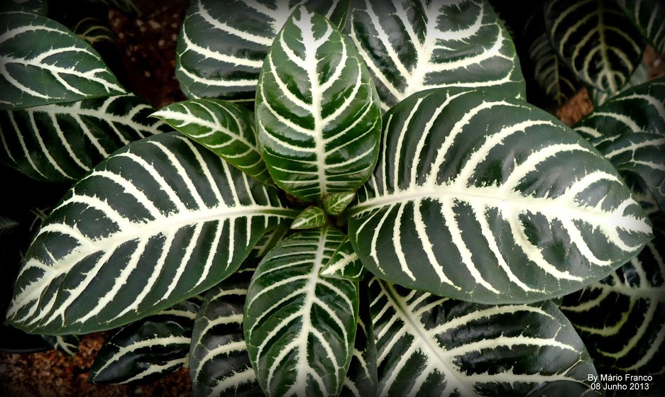 Meu Cantinho Verde: AFELANDRA, AFELANDRA-ZEBRA, ESPIGA-DOURADA ...