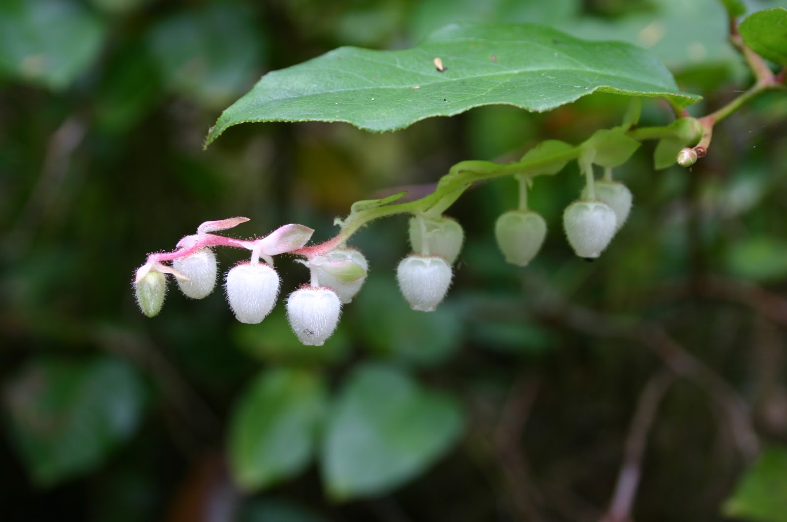 Temperate Climate Permaculture: Permaculture Plants: Salal or Shallon