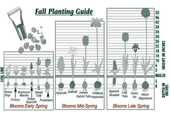A GUIDE TO NORTHEASTERN GARDENING: Fall Gardening: Time to Plant Those ...