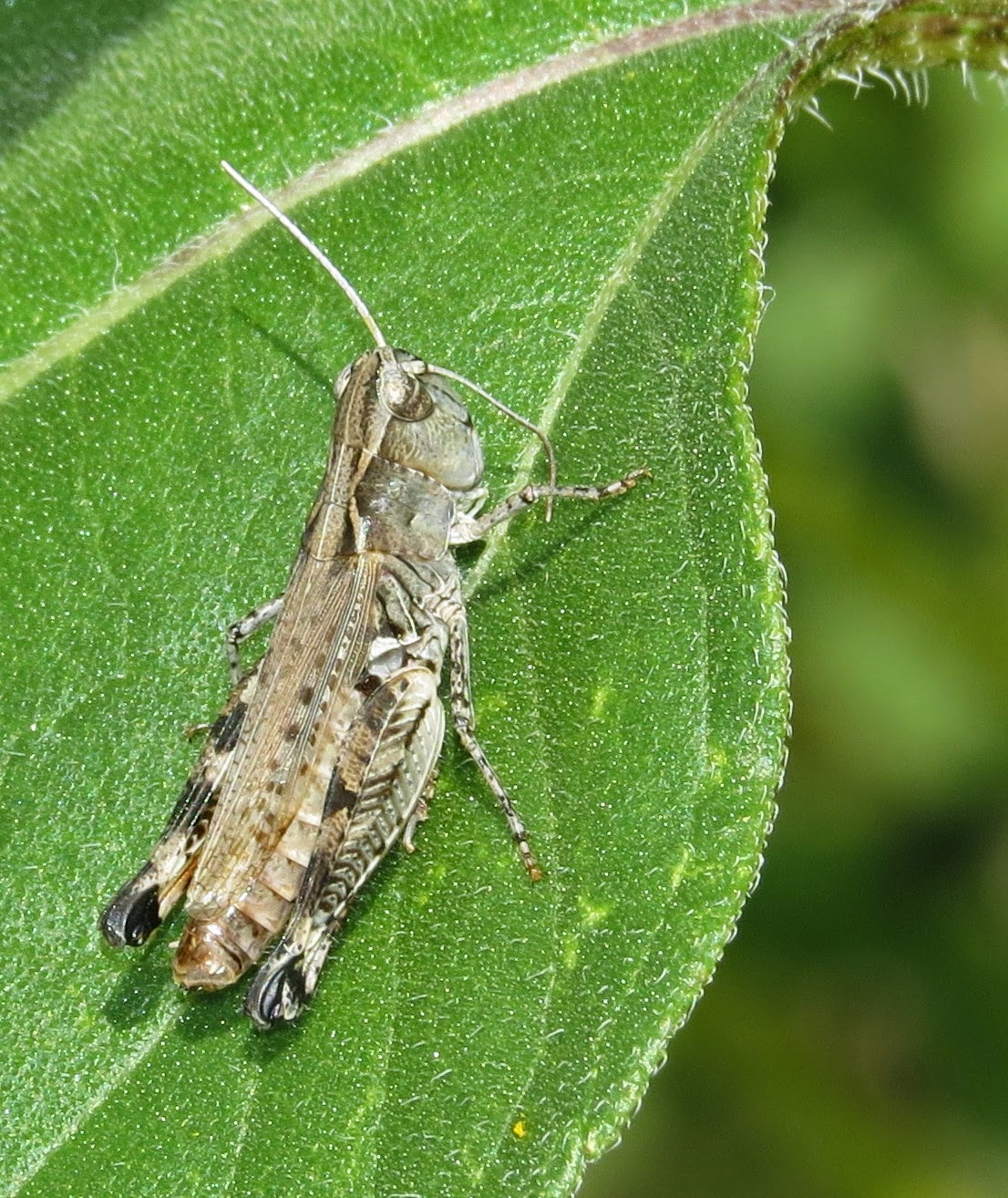 Bug Eric: White-whiskered Grasshopper