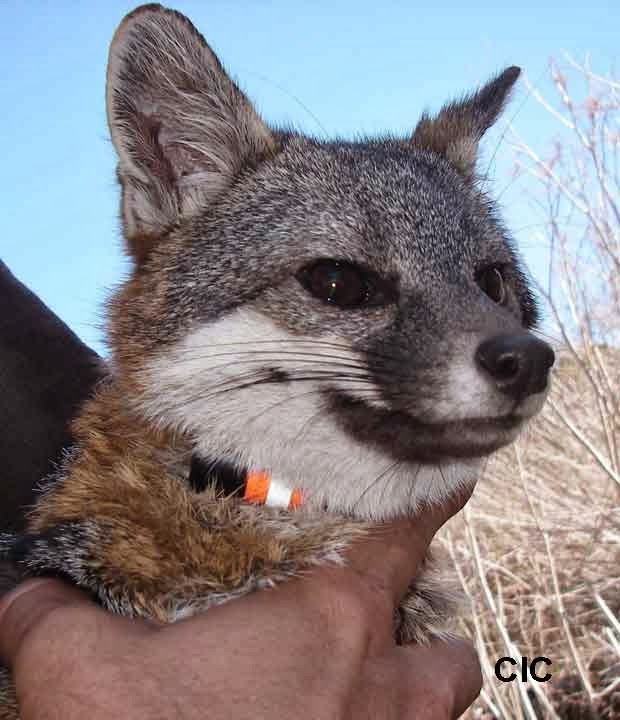Friends of the Island Fox: Which Island Foxes Wear Radio Collars?