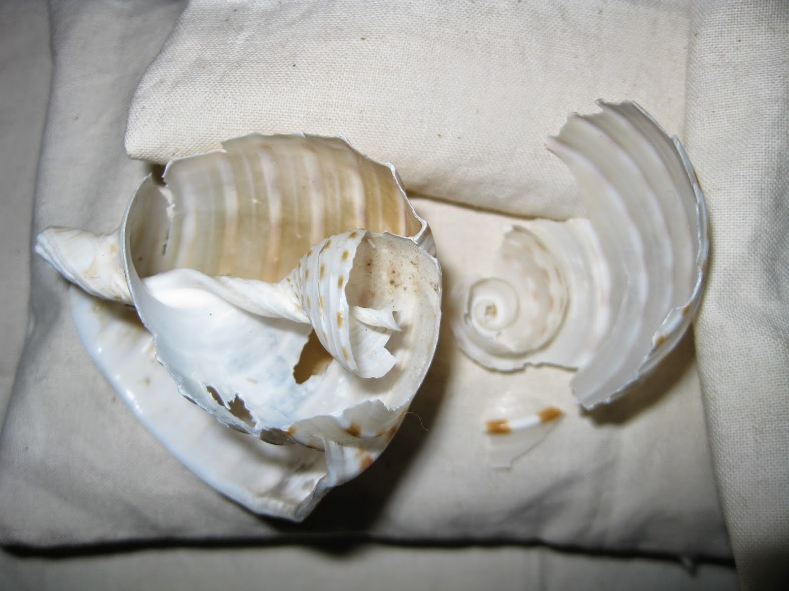 biomathcraft: Make some New Fibonacci Seashells.**