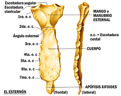 Jonathan Zambrano Blog: ESTERNON Y SUS PARTES