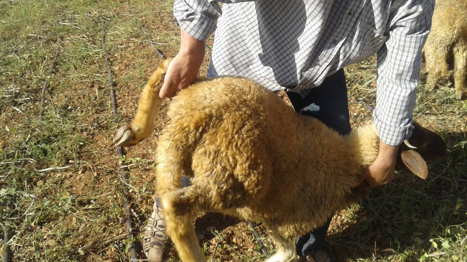 Fattening Sheep for The Sacrifice Feast of Eid