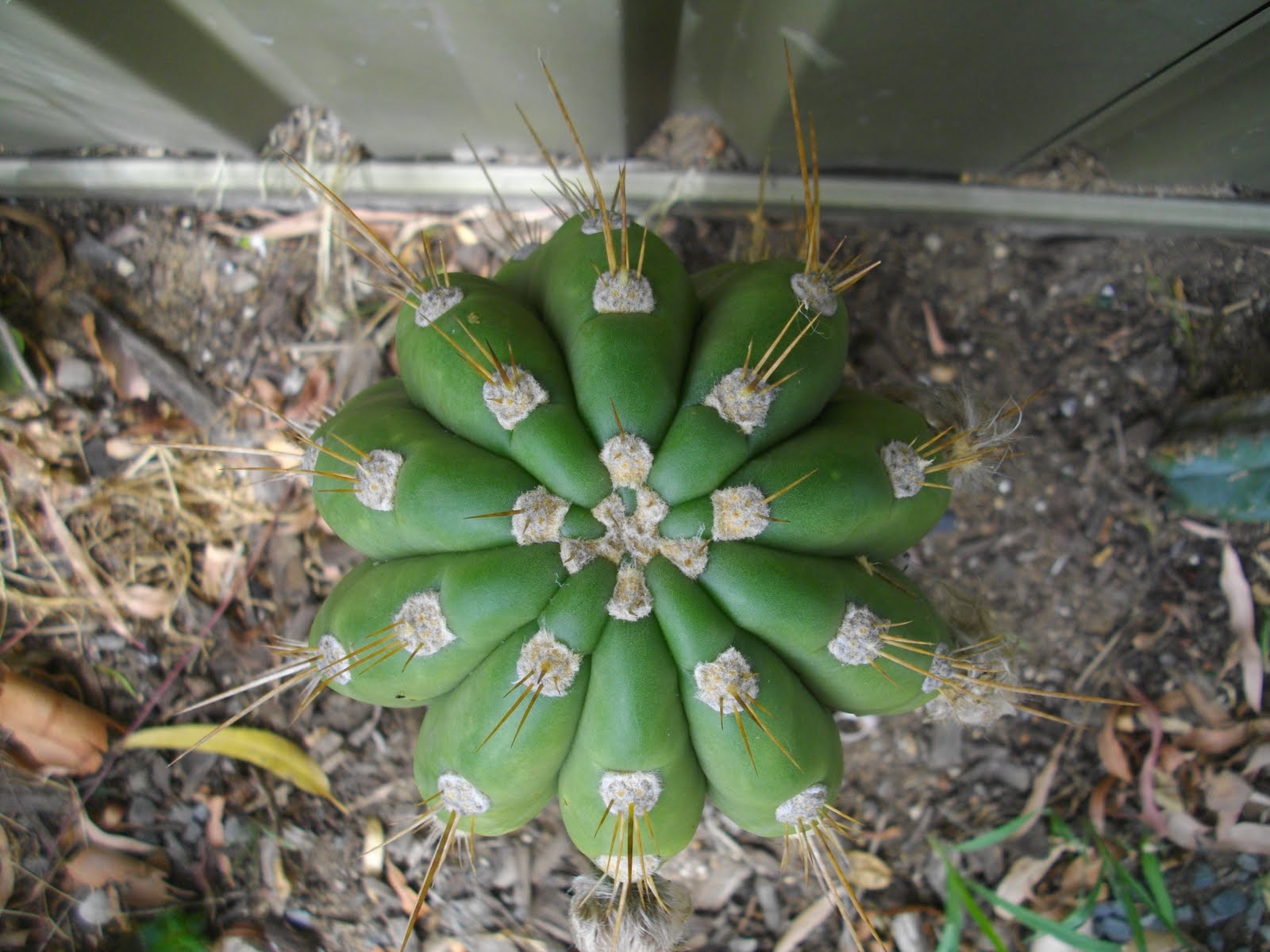 How to recognize a Trichocereus validus - Cactus & Succulent ...