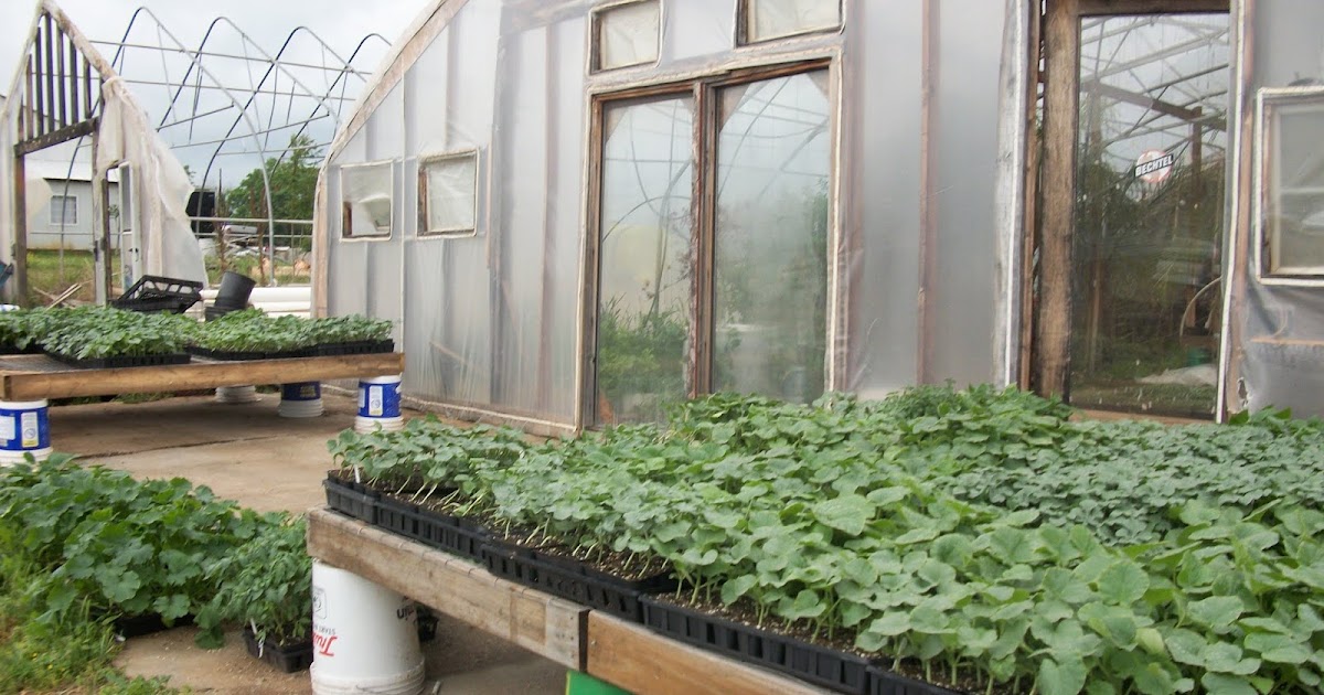 Woodridge Farm: WOOD RIDGE GREENHOUSES