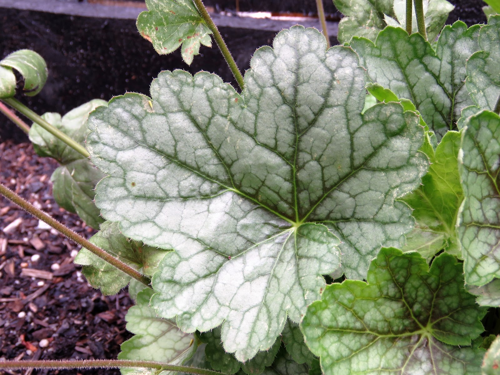 Heuchera Sanguinea Bressingham Hybrids