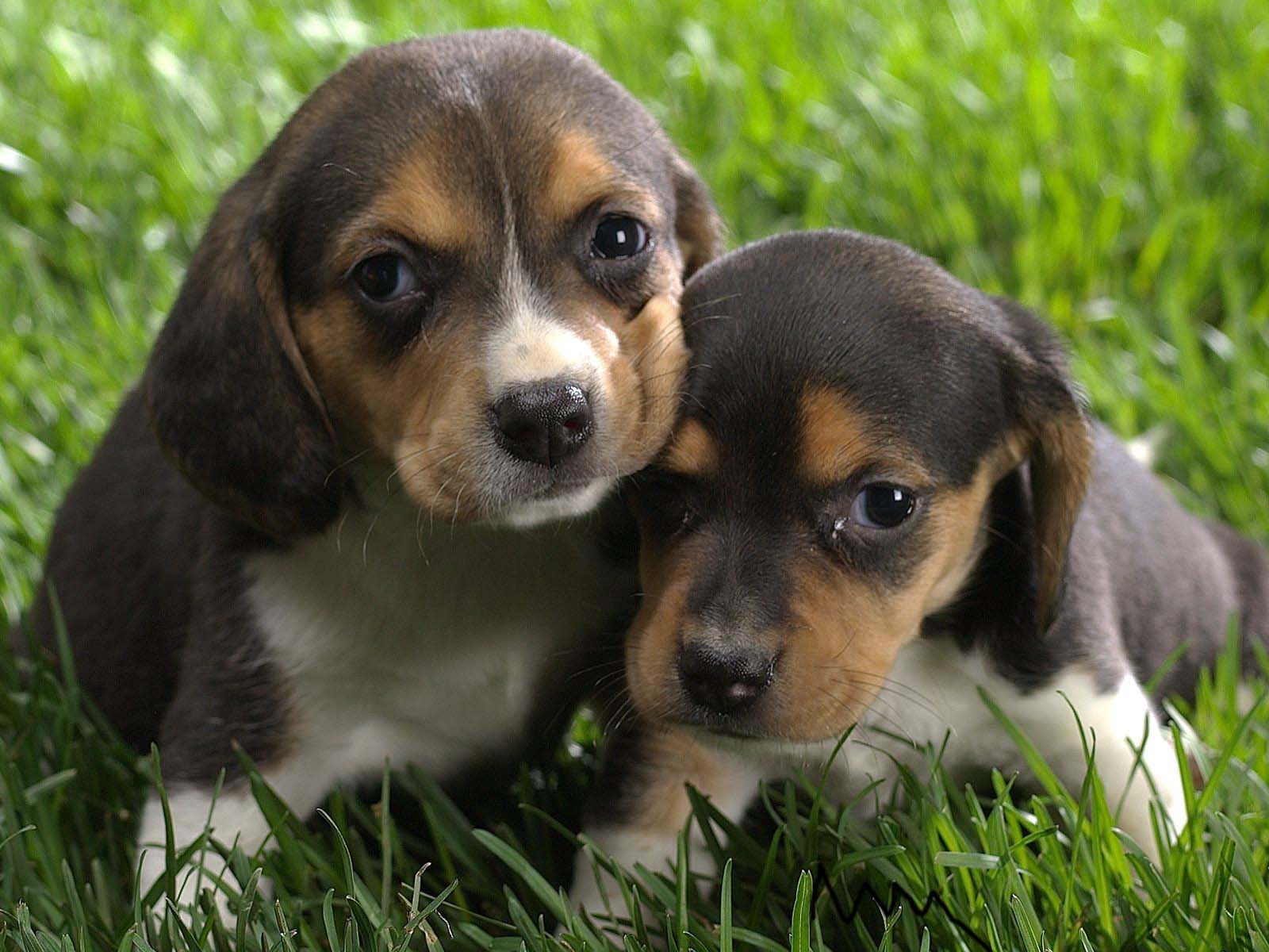 the cute dogs and puppies, nice wallpapers