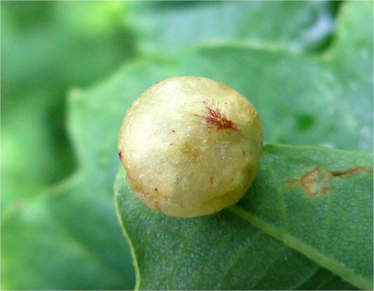 Insects of Scotland: Galls/Leaf-miners