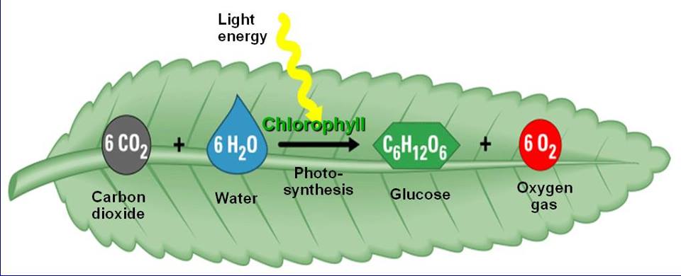 Biology Club: Overview of plant cells - Part 1 Structure and function ...