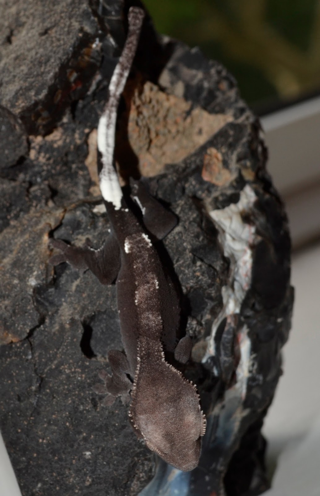 Crested Geckos Blog: Grey Geckos Photos