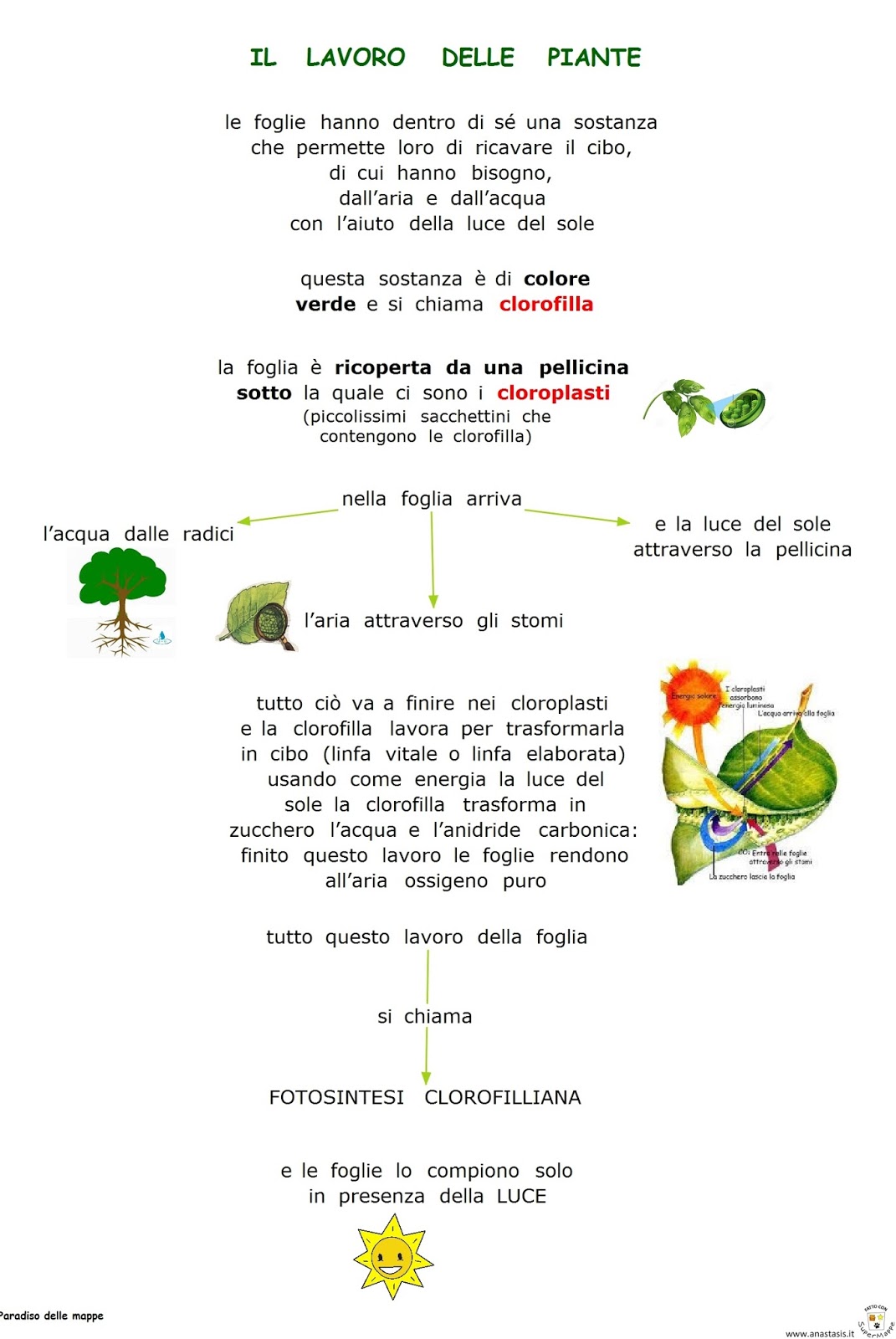 Paradiso delle mappe: Il lavoro delle piante