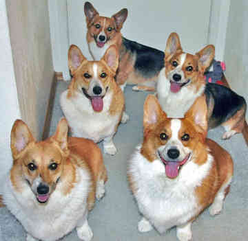 razas de perros: 41-WELSH CORGI PEMBROKE