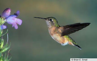 PURPLE SAGE ORIGINALS: Hummingbird Fever