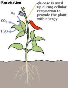 Plant Life: Respiration
