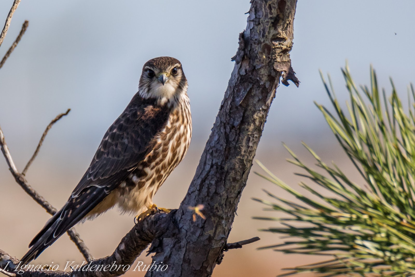 DocNatureBlog: El halcón más pequeño de Europa en Cabo Peñas. Esmerejón ...