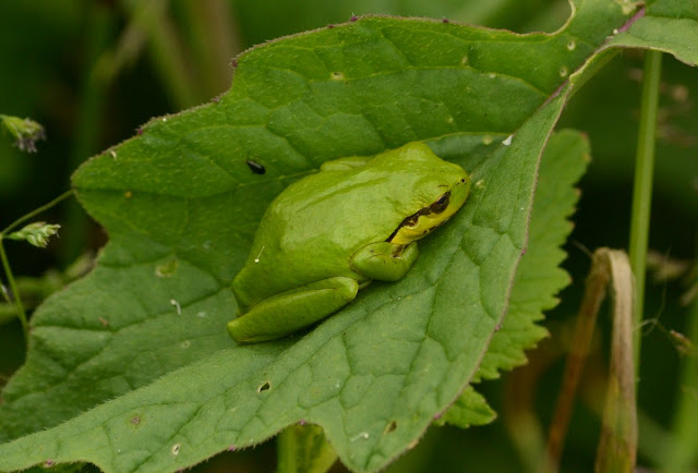 Woods Walks and Wildlife: Pacific Tree Frogs