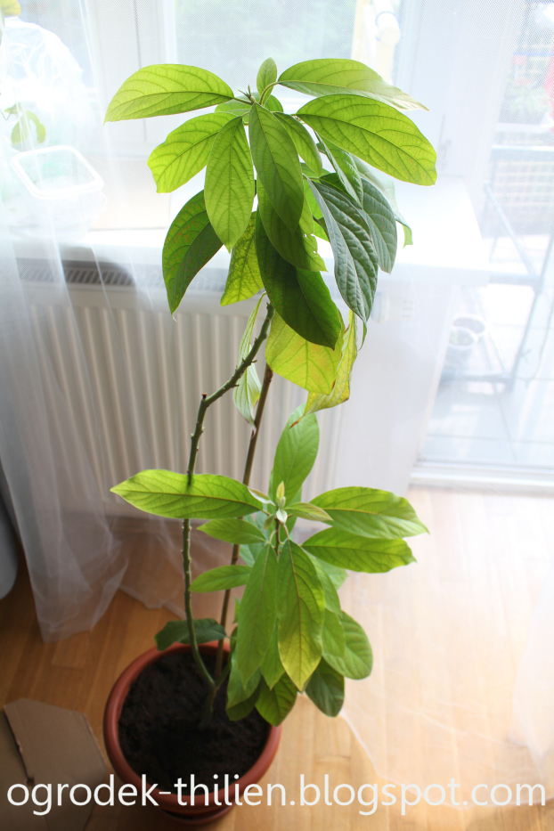 Zielona Chata: Awokado po przesadzeniu