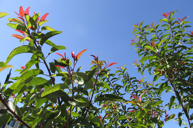 Mother Nature's Backyard - A Water-wise Garden: Plant of the Month ...