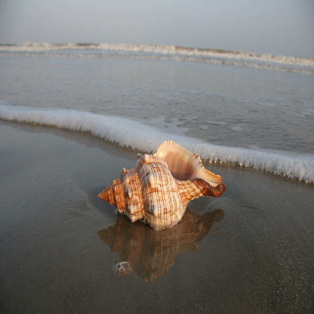 Seashell Photography ~ photography in a blog