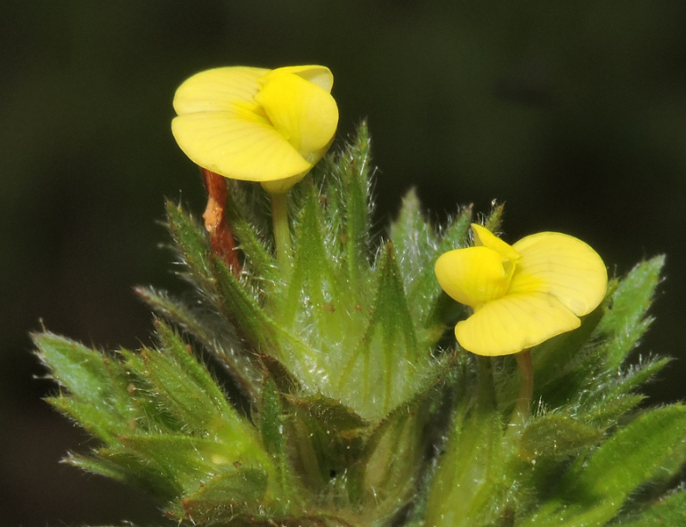 Fabaceae - Leguminosae no Brasil: Fabaceae - Stylosanthes capitata Vogel