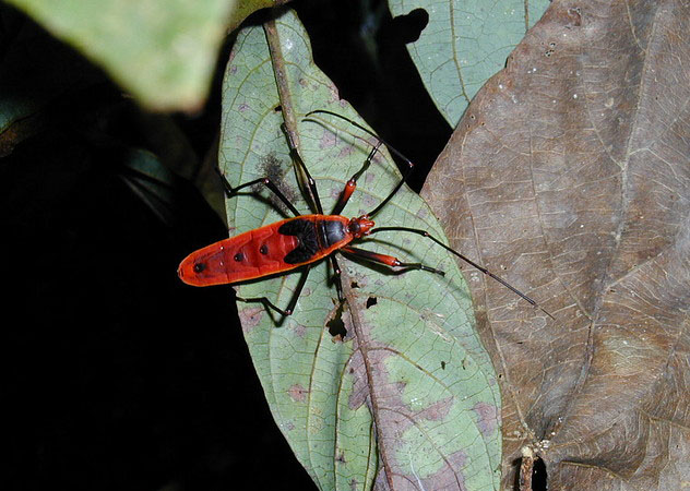 Images of nepal: Chitwan - the best gift Nature provided