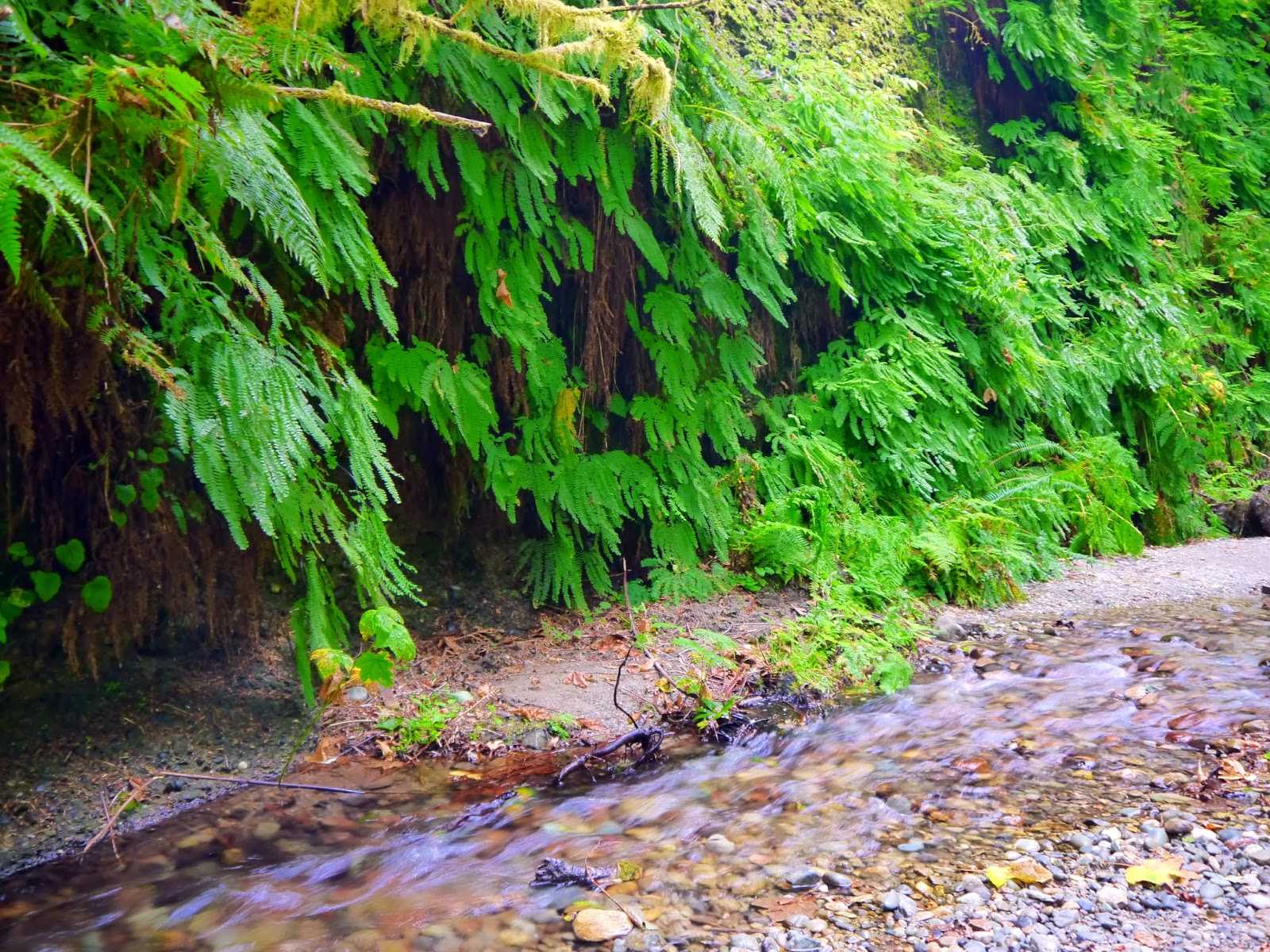 American Travel Journal: Fern Canyon Trail - Redwood National and State ...