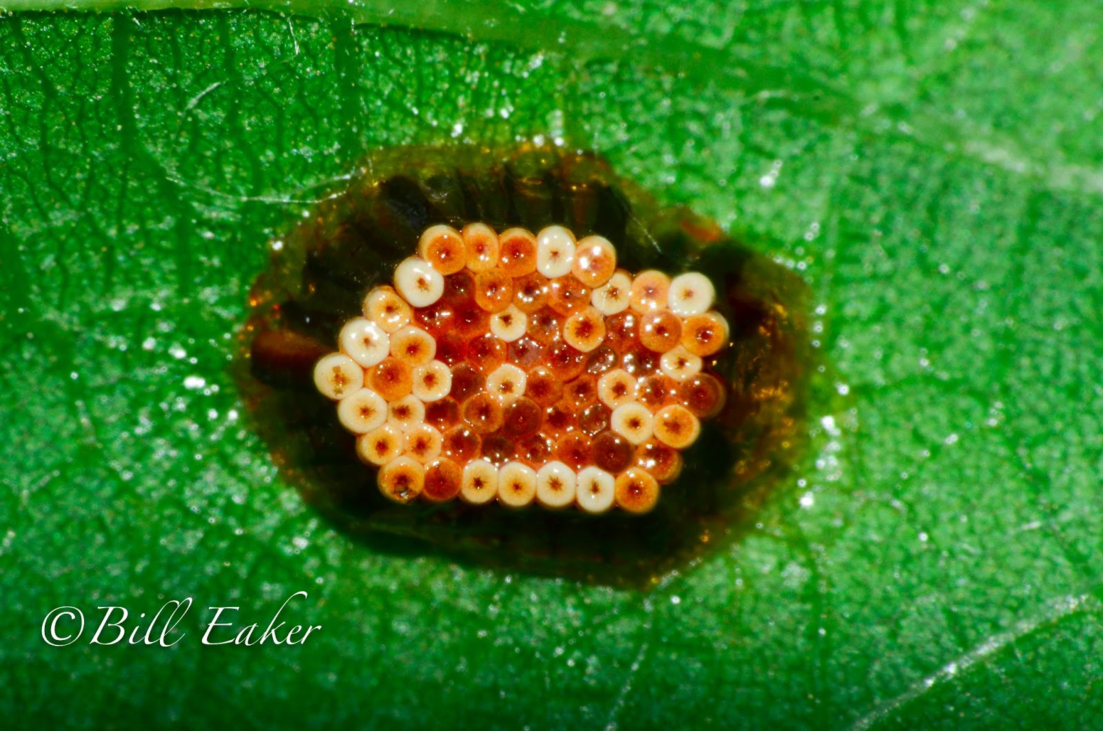 The Rural Path: More Bugs and Birds