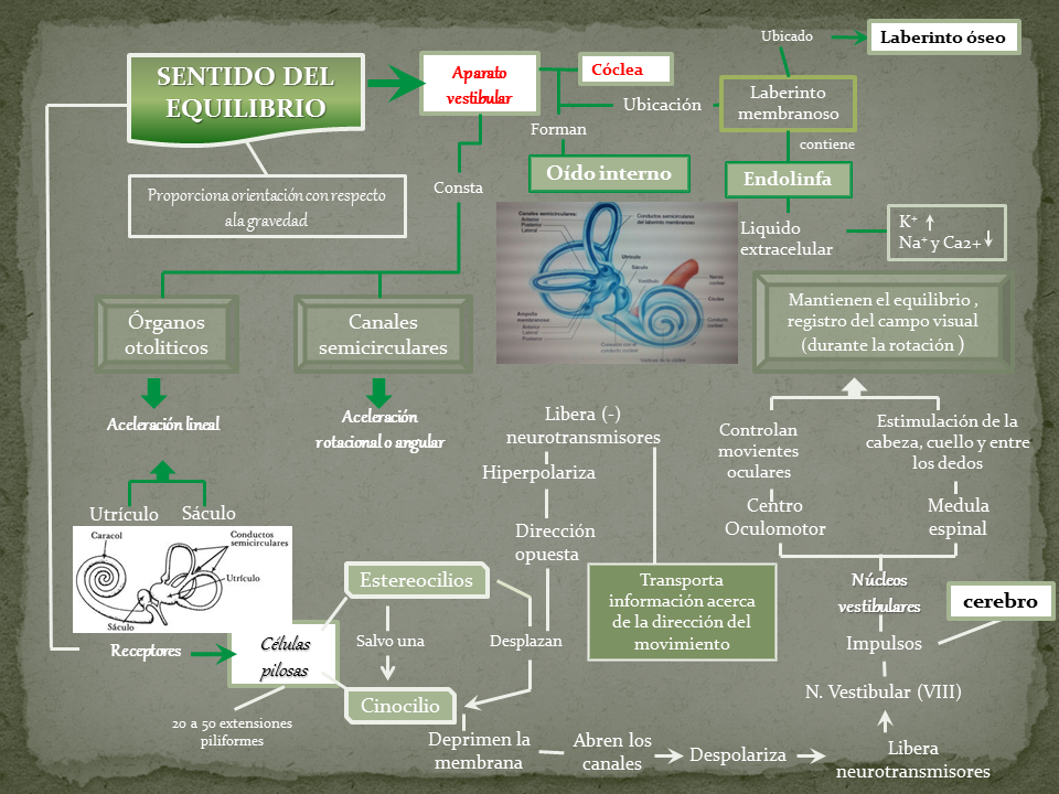 FISIOLOGÍA BÁSICA: Sentido del Equilibrio