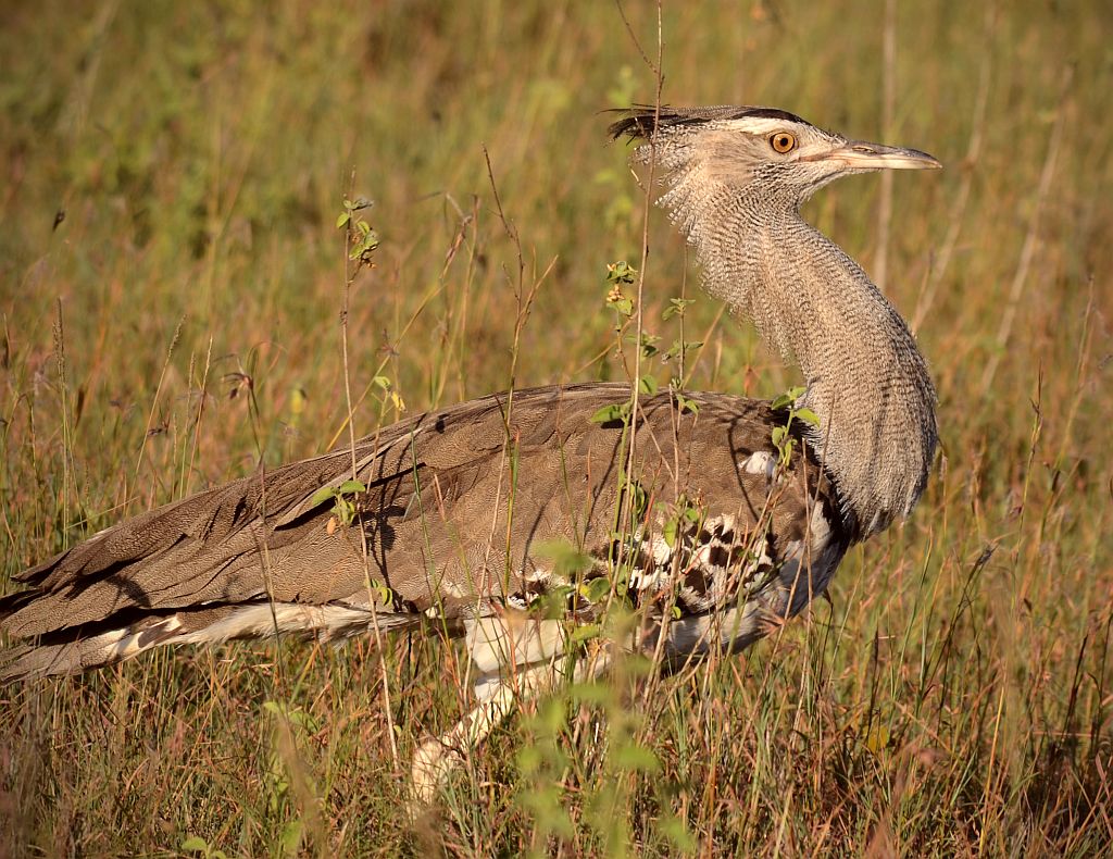 Elsen Karstad's 'Pic-A-Day Kenya': Kori Bustard- Meru Park, Kenya