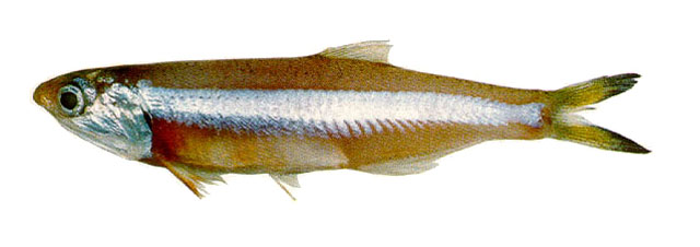 Argentina nativa: Anchoa (Anchoa marinii)