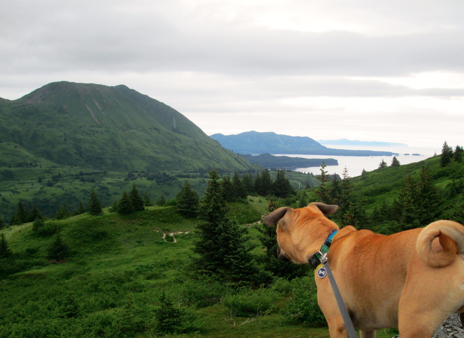 A Grand Adventure: Here a Pushki, There a Pushki, Everywhere a Pushki