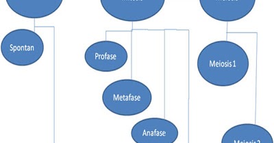 Proses Pembelahan Sel (Amitosis, Mitosis, & Meiosis) - Biologizone