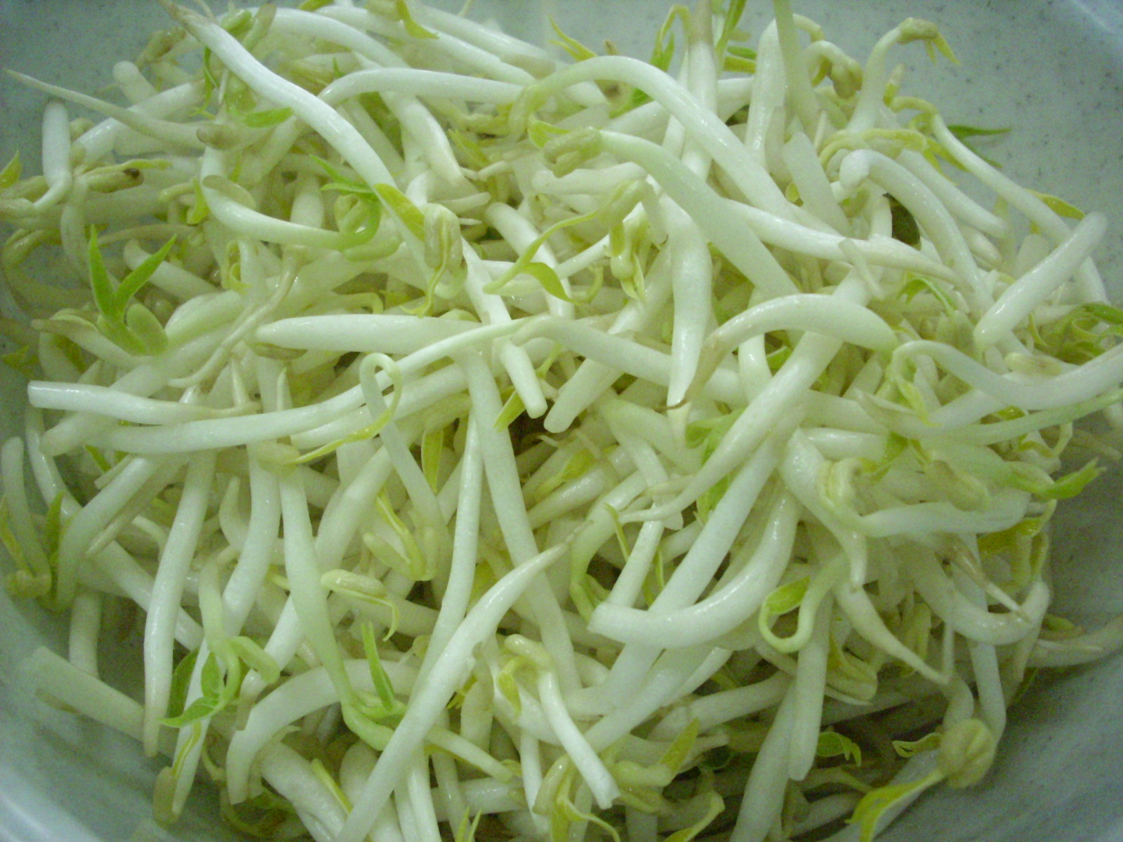 DIARI DIELA: Khasiat Tauge