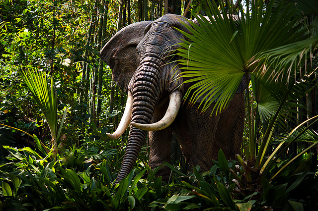 African Jungles | Wild Life Adventures