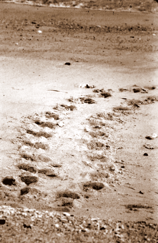 Backtracking: Sepia Saturday: Turtles on Galiwin'ku beach