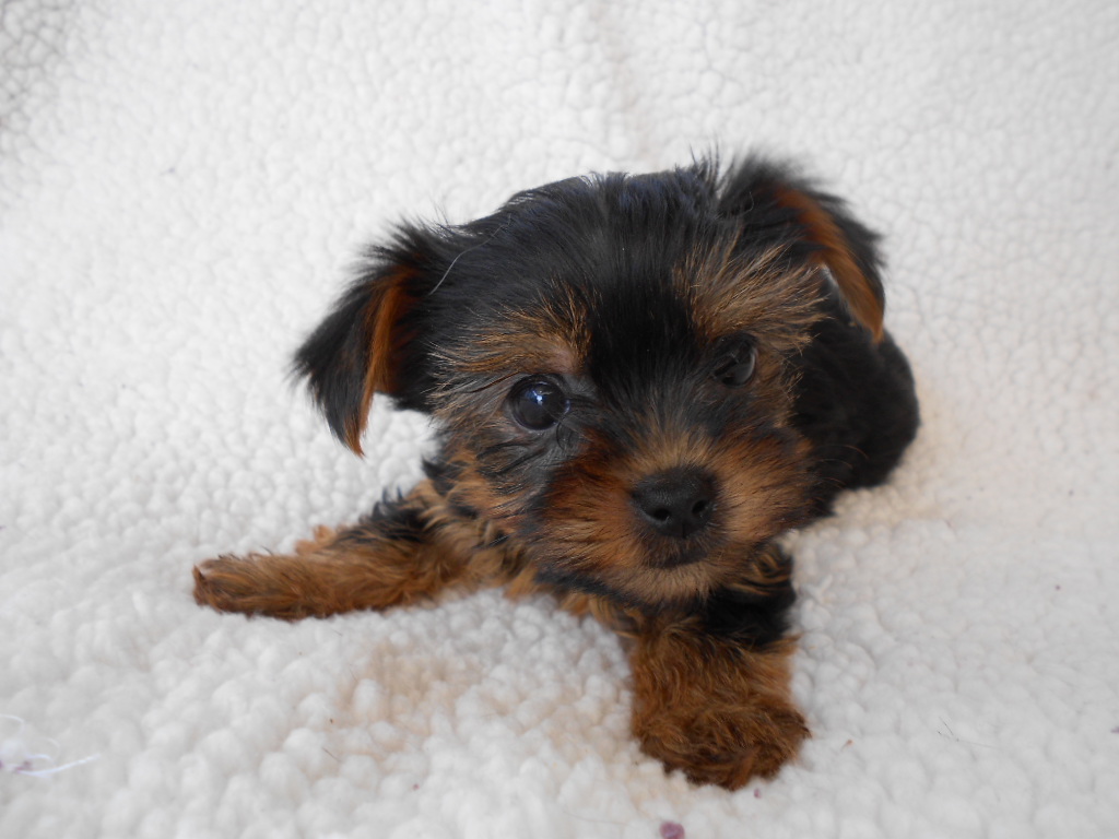 The Heavenly Yorkies: TeaCup Litter 8 weeks